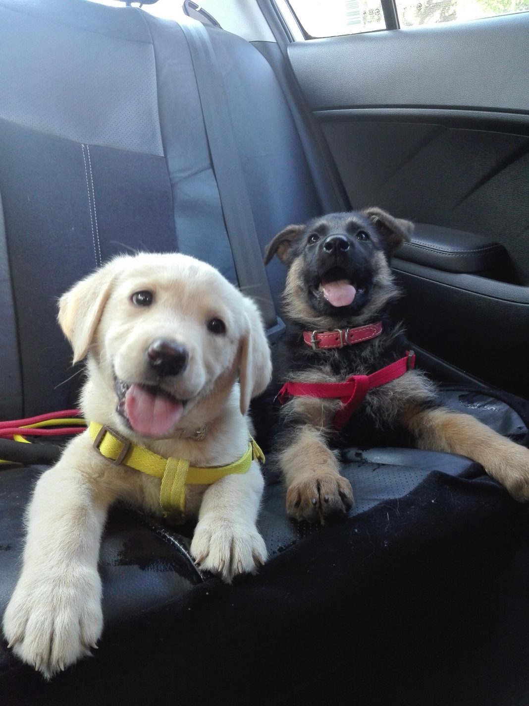 Nombres de perros machos - Top 50 mejores nombres 2025