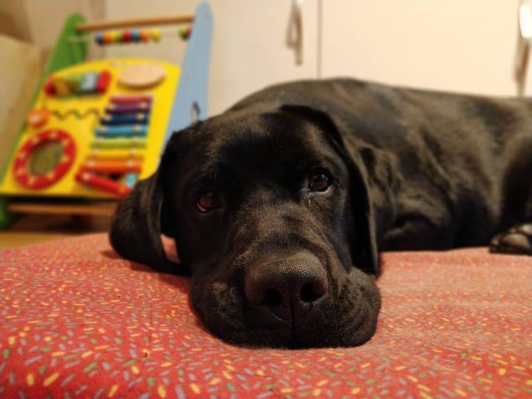 Labrador Retriever Negro - La raza de perro más popular del mundo