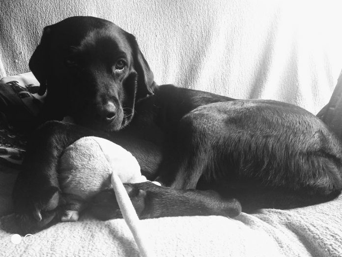 Labrador Retriever Negro - La raza de perro más popular del mundo