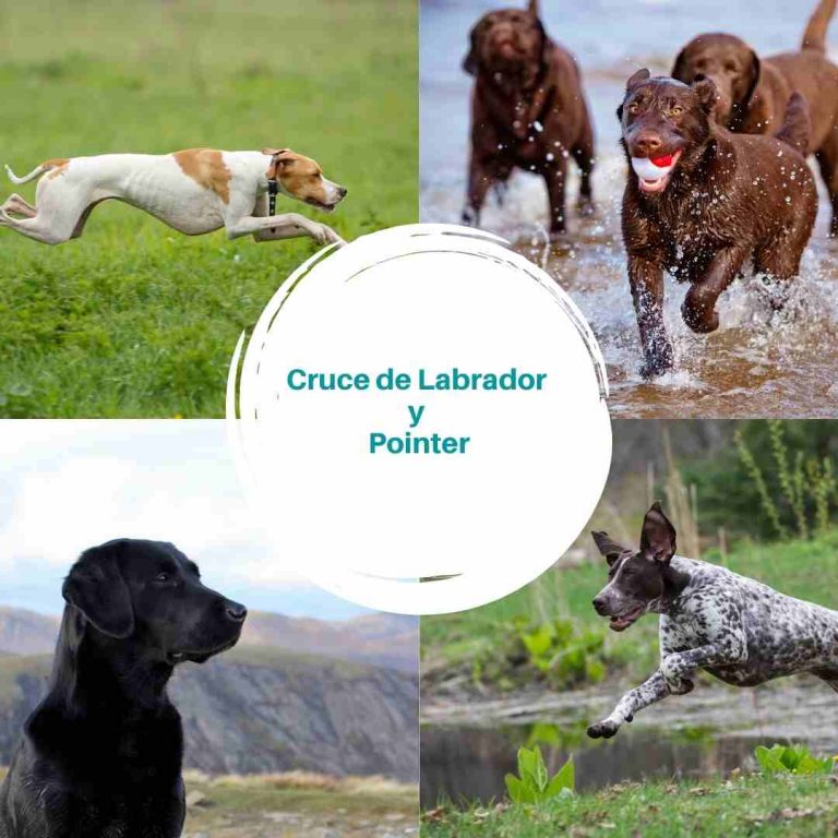 Cruce de perro salchicha con labrador
