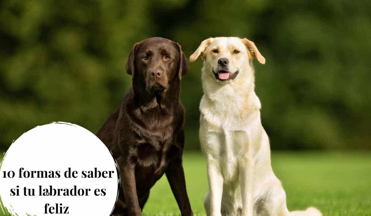 10 formas de saber si tu labrador es feliz a través de su lenguaje corporal