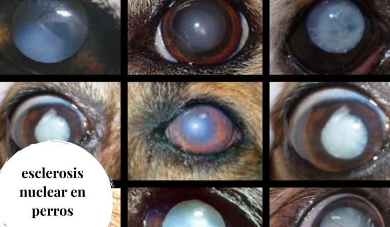 Esclerosis nuclear en perros: causas, síntomas y tratamiento