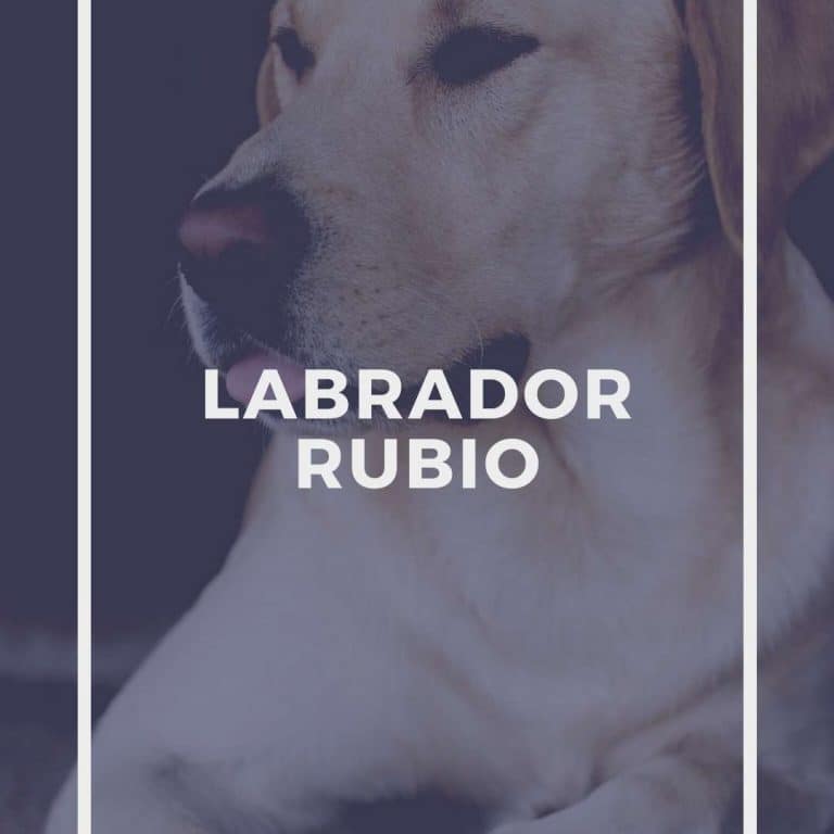 Labrador rubio ¿Existen? ¿Cómo son?